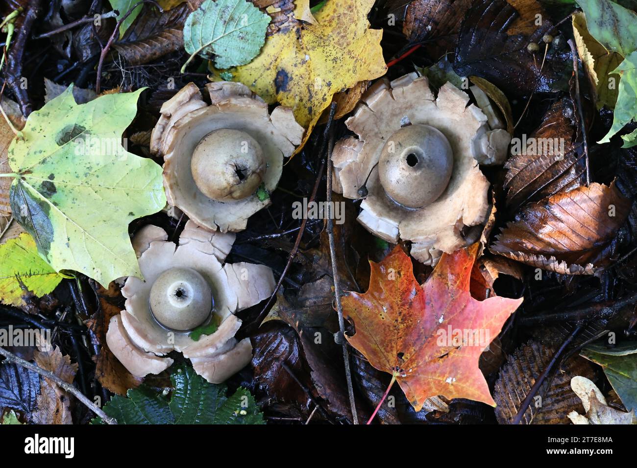 Geastrum triplex, also called Geastrum michelianum, commonly known as ...