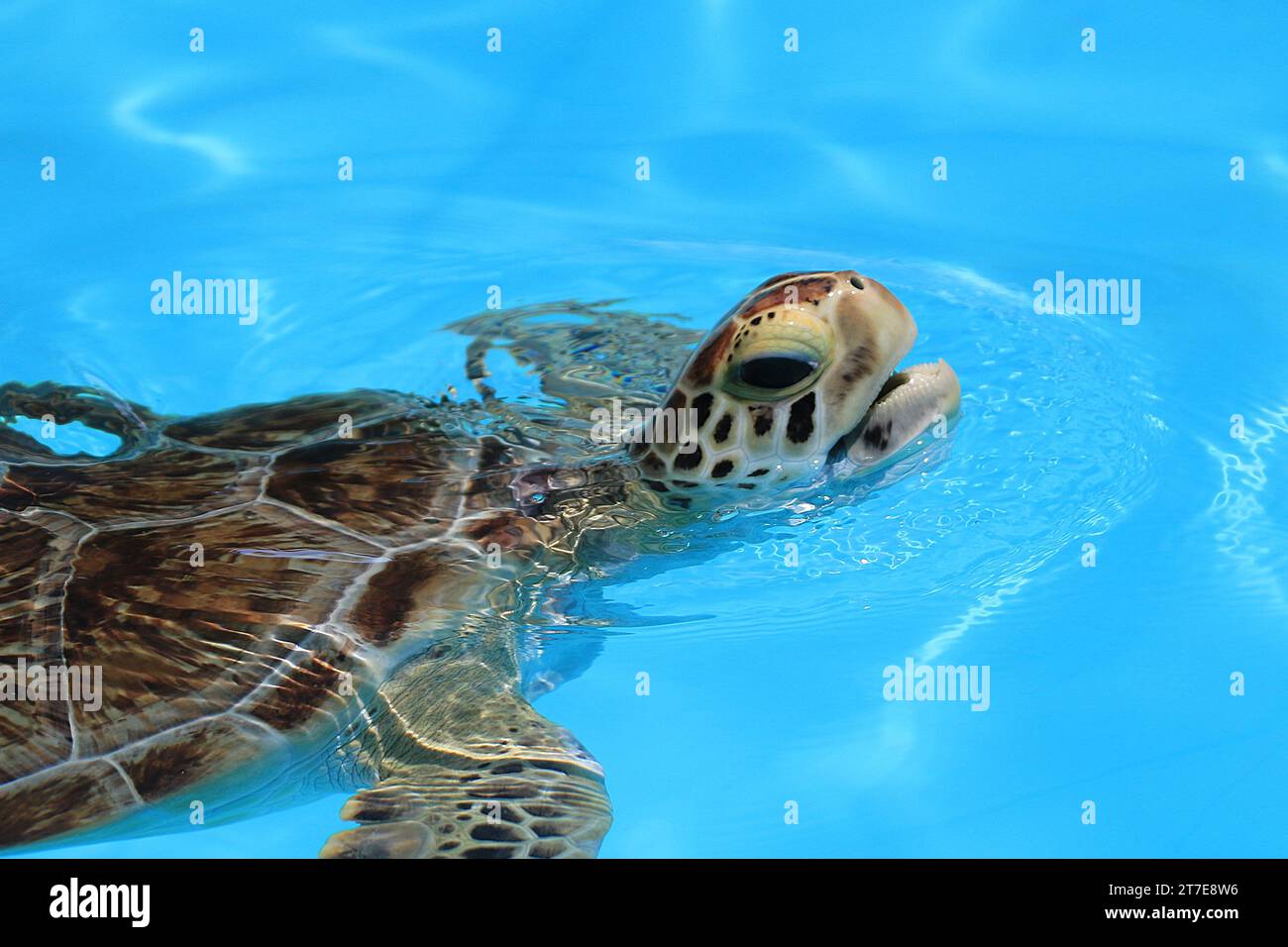 Florida Keys, Florida, United States. A injured sea turtle is ...