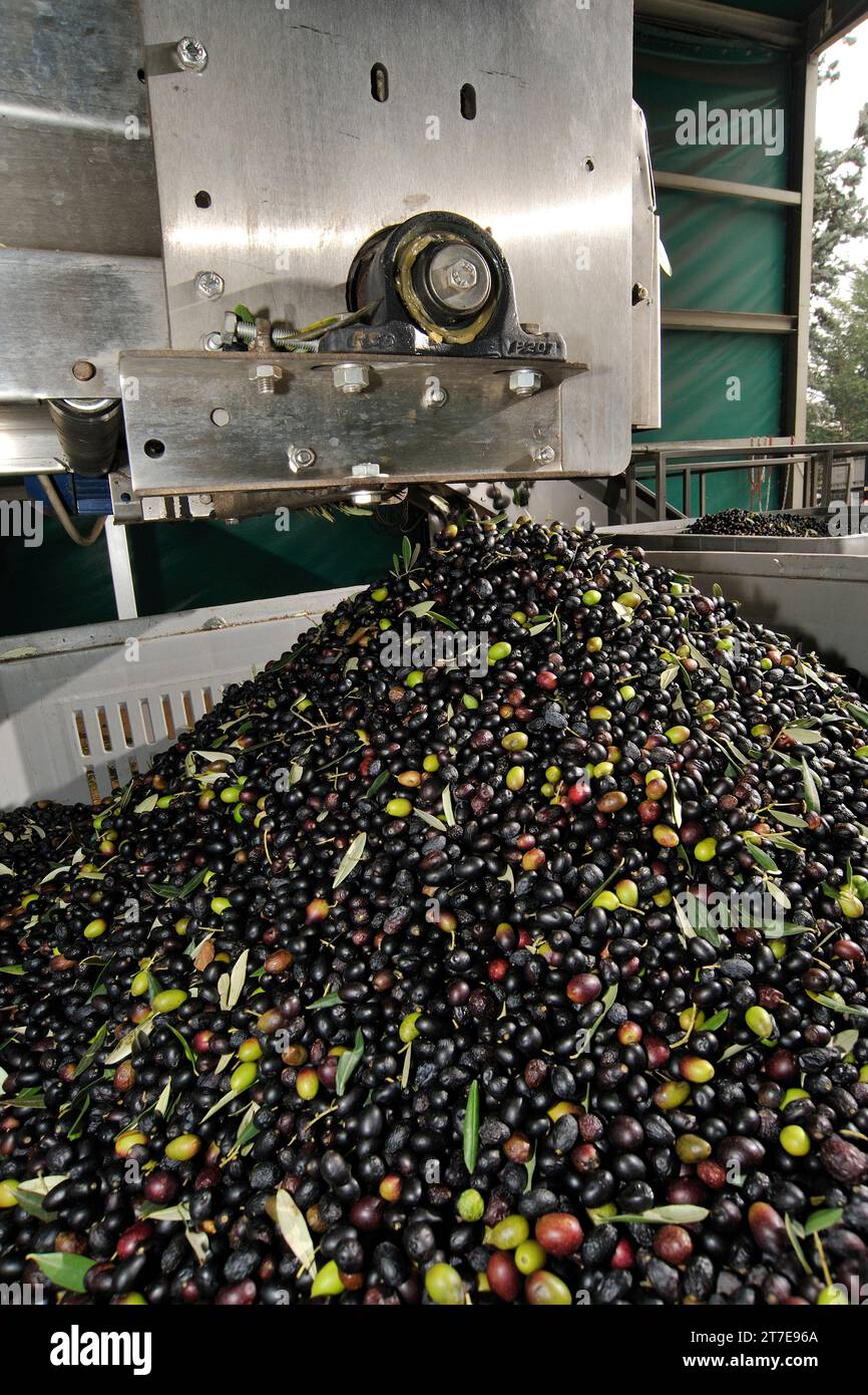 Oil mill italy hi-res stock photography and images - Alamy