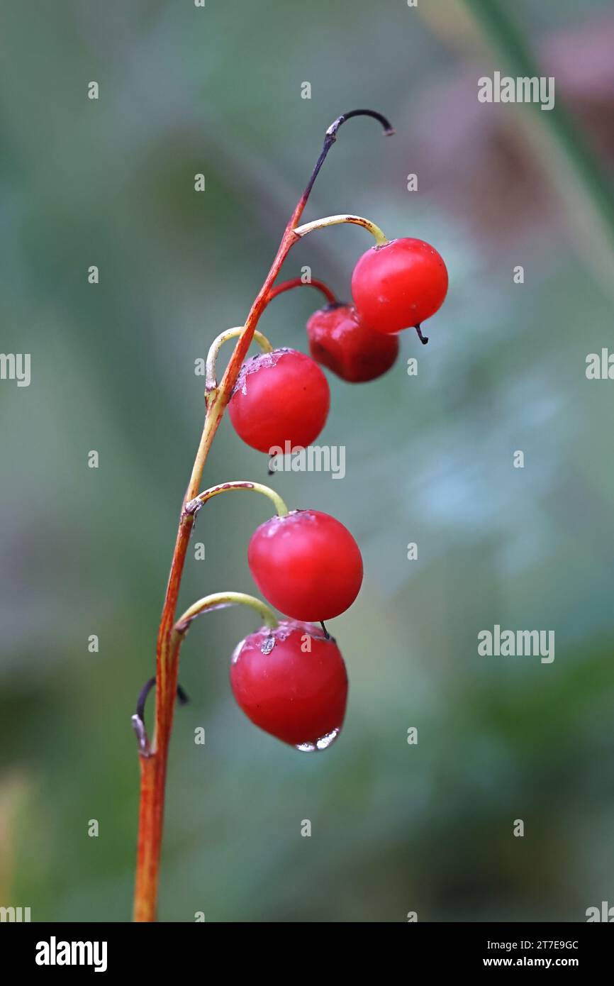 Red poisonous berries of Lily of The Valley, Convallaria majalis, wild ...