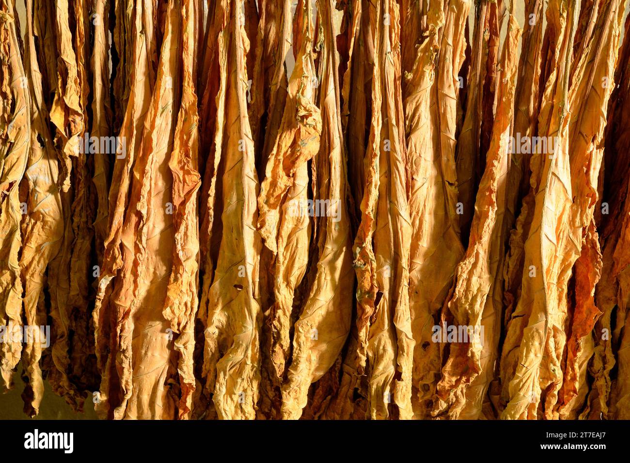 Dried Tobacco Leaves. Tobacco Museum. San Giustino. Umbria. Italy Stock ...