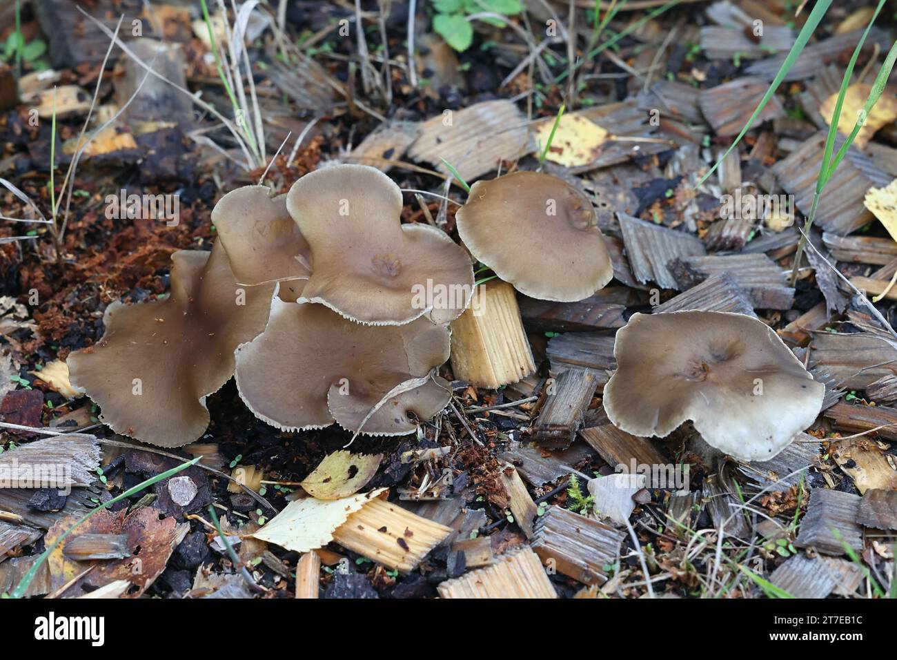 Ampulloclitocybe clavipes, also called Clitocybe clavipes, commonly ...
