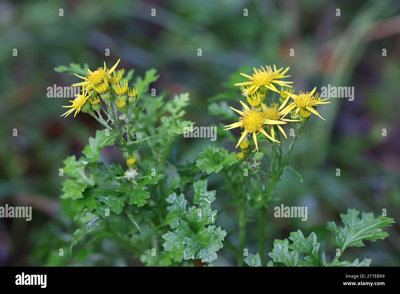 Jacobaea vulgaris, also called Senecio jacobaea, commonly known as ...