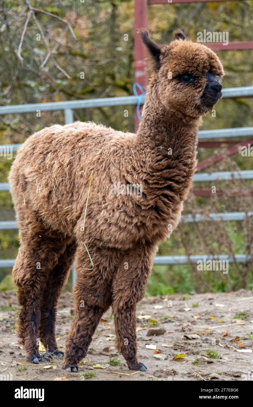 Small alpaka hi-res stock photography and images - Alamy