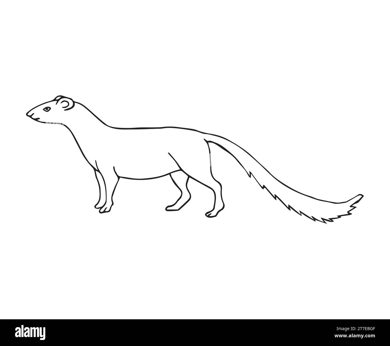 Vector hand drawn doodle sketch mongoose isolated on white background ...