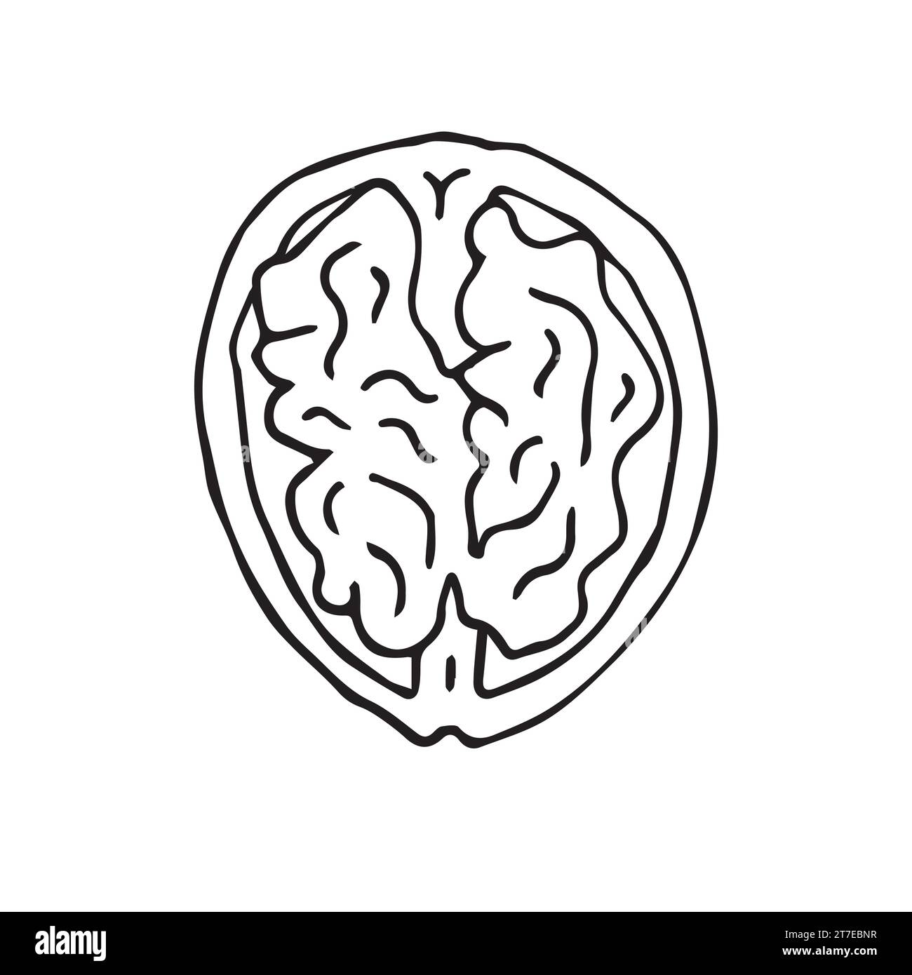 Vector hand drawn doodle sketch Walnut nut isolated on white background ...