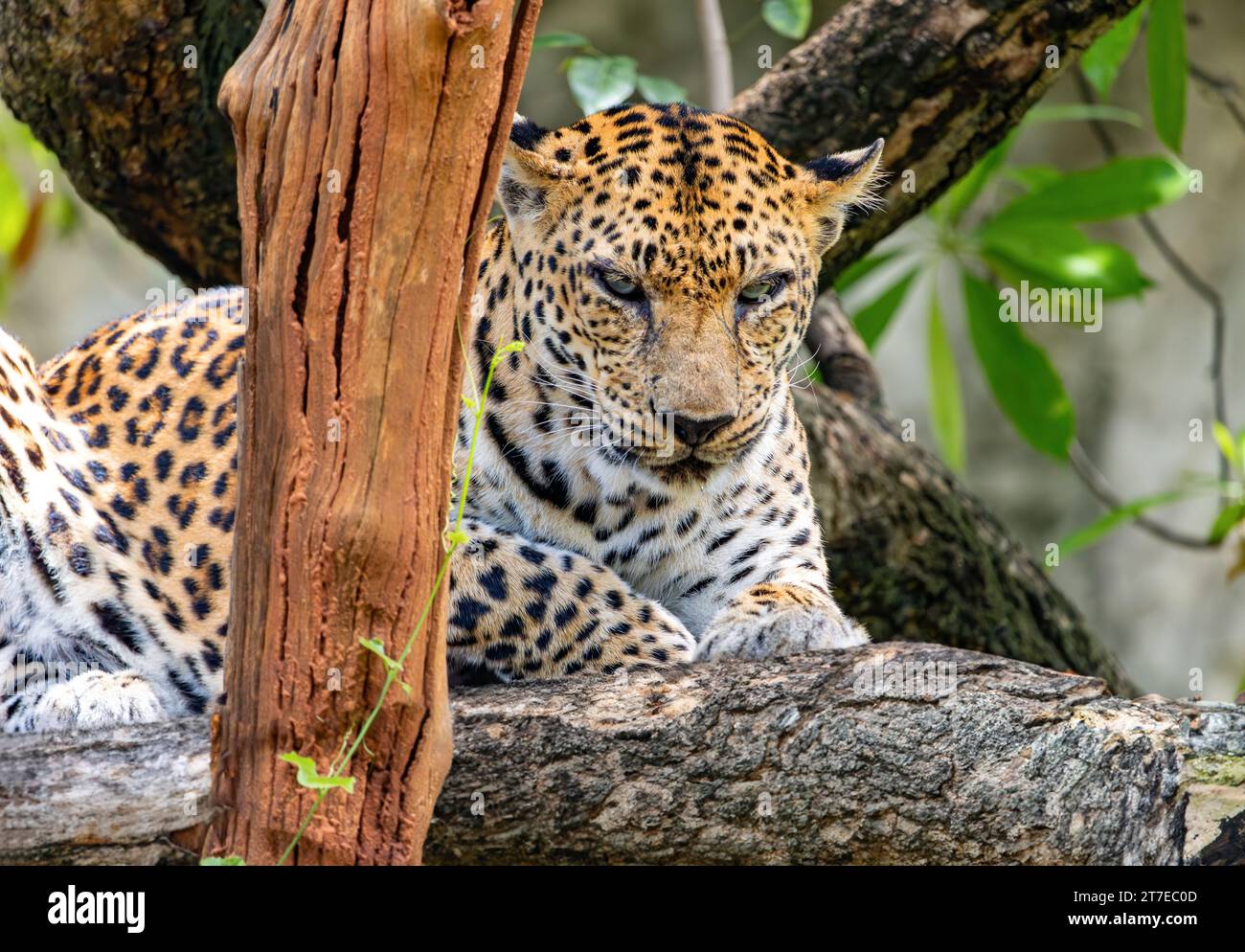 Indochinese leopard (Panthera pardus delacouri) lying on a tropical ...