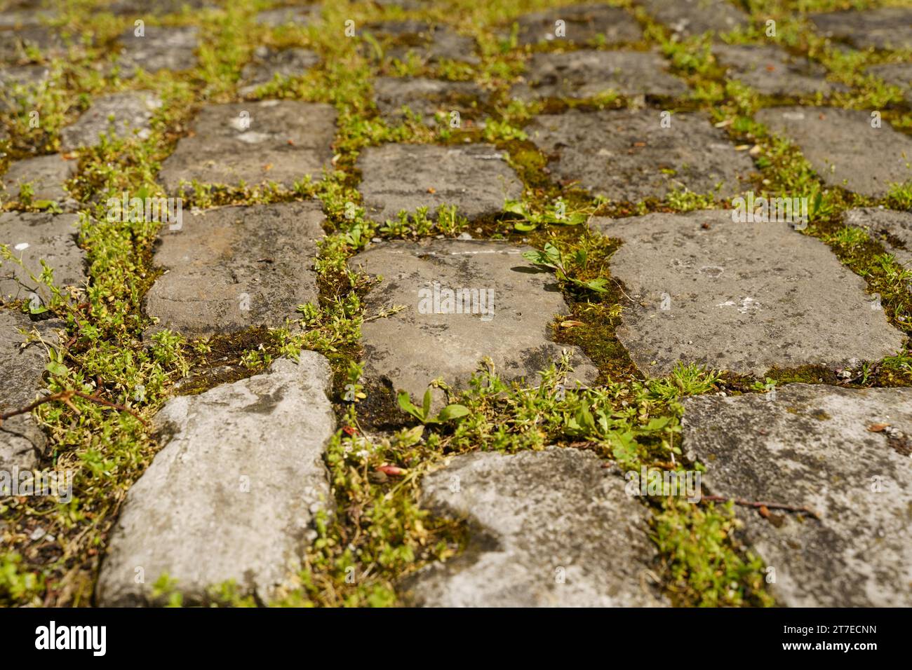 An old cobblestone sidewalk with grass and moss growing through it ...