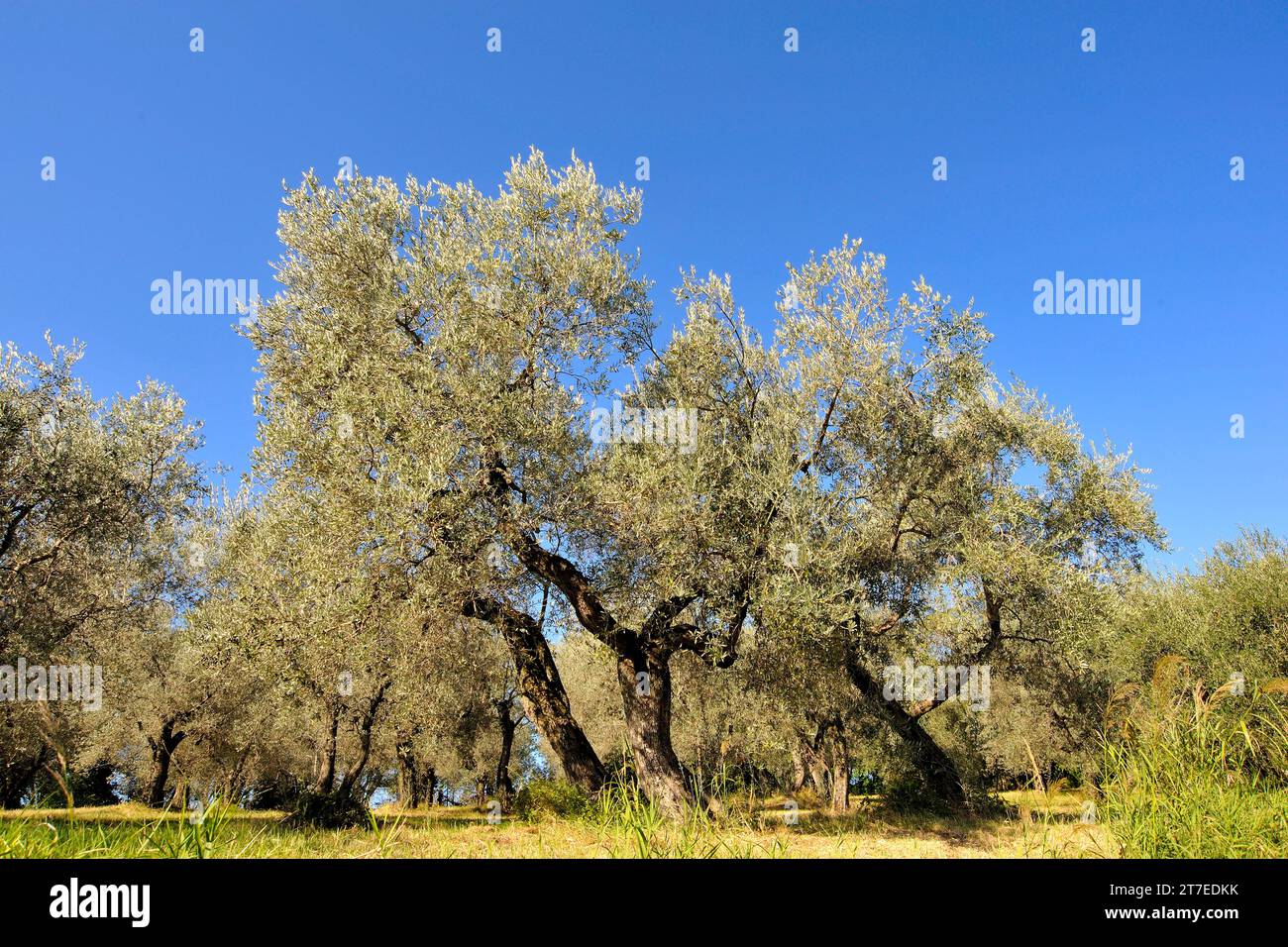 Landscape. Tarano. Lazio. Italy Stock Photo - Alamy