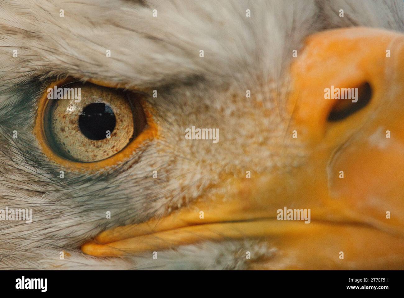 A close-up shot of an eagle's beak, featuring its striking orange eyes ...