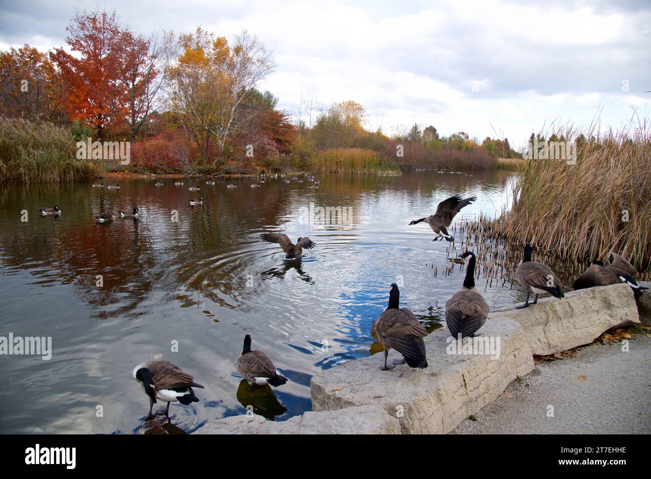 Canadian goose swimming in the pond with water reflection Stock Photo ...