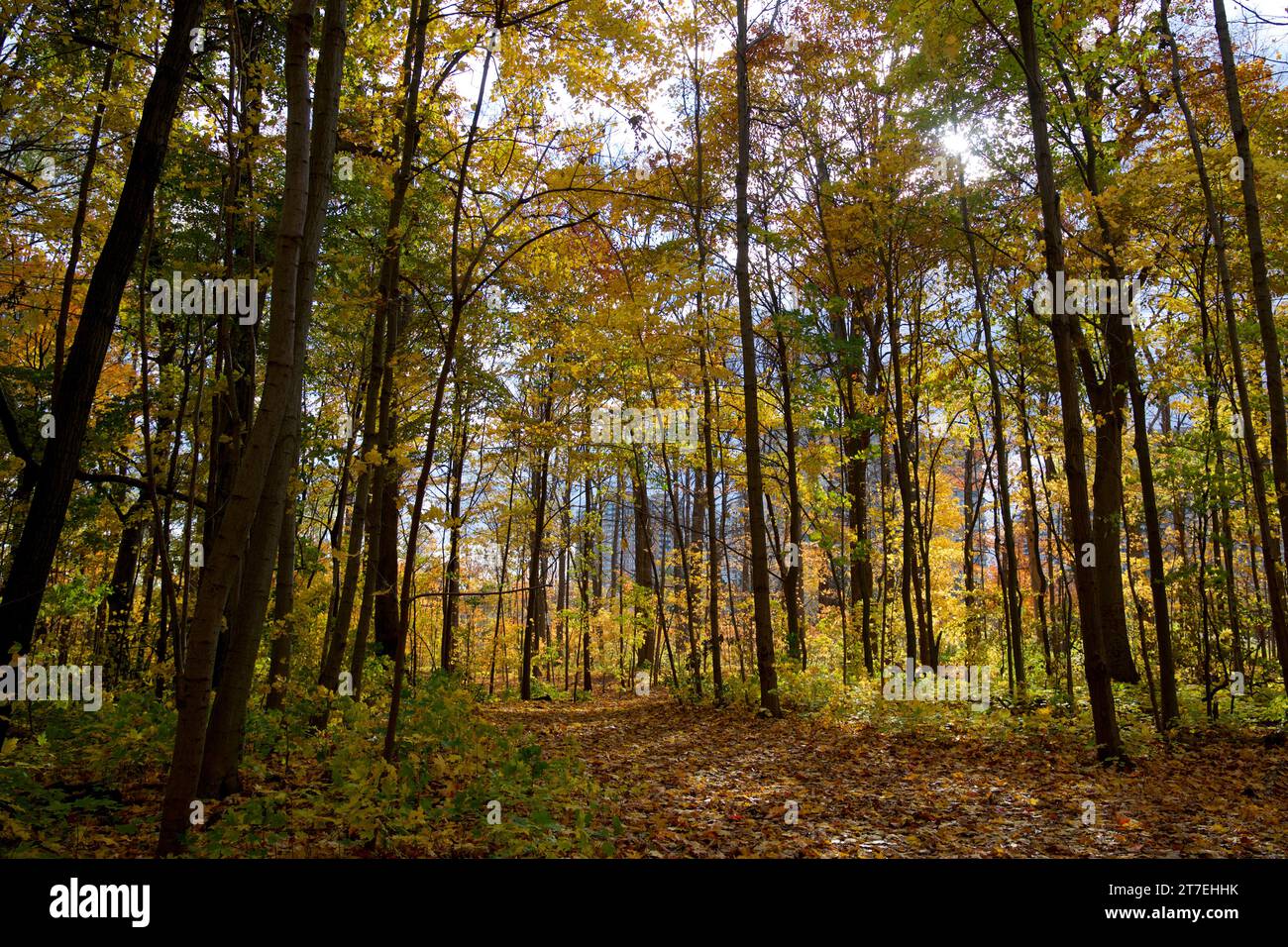 Living into the forest hi-res stock photography and images - Alamy