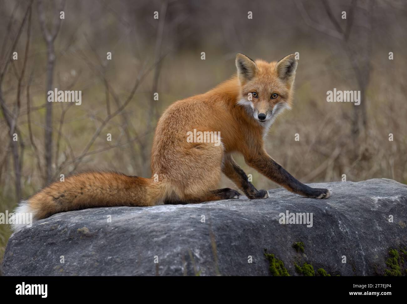 A young red fox with a bushy tail on top of a rock in autumn in Ottawa ...