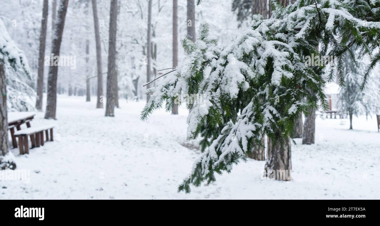 Snowy park frozen trees hi-res stock photography and images - Alamy