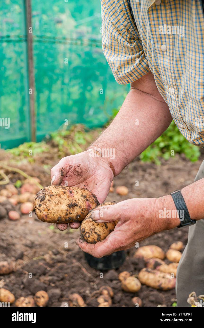 Man harvesting his home grown potatoes on an allotment, Co Durham ...