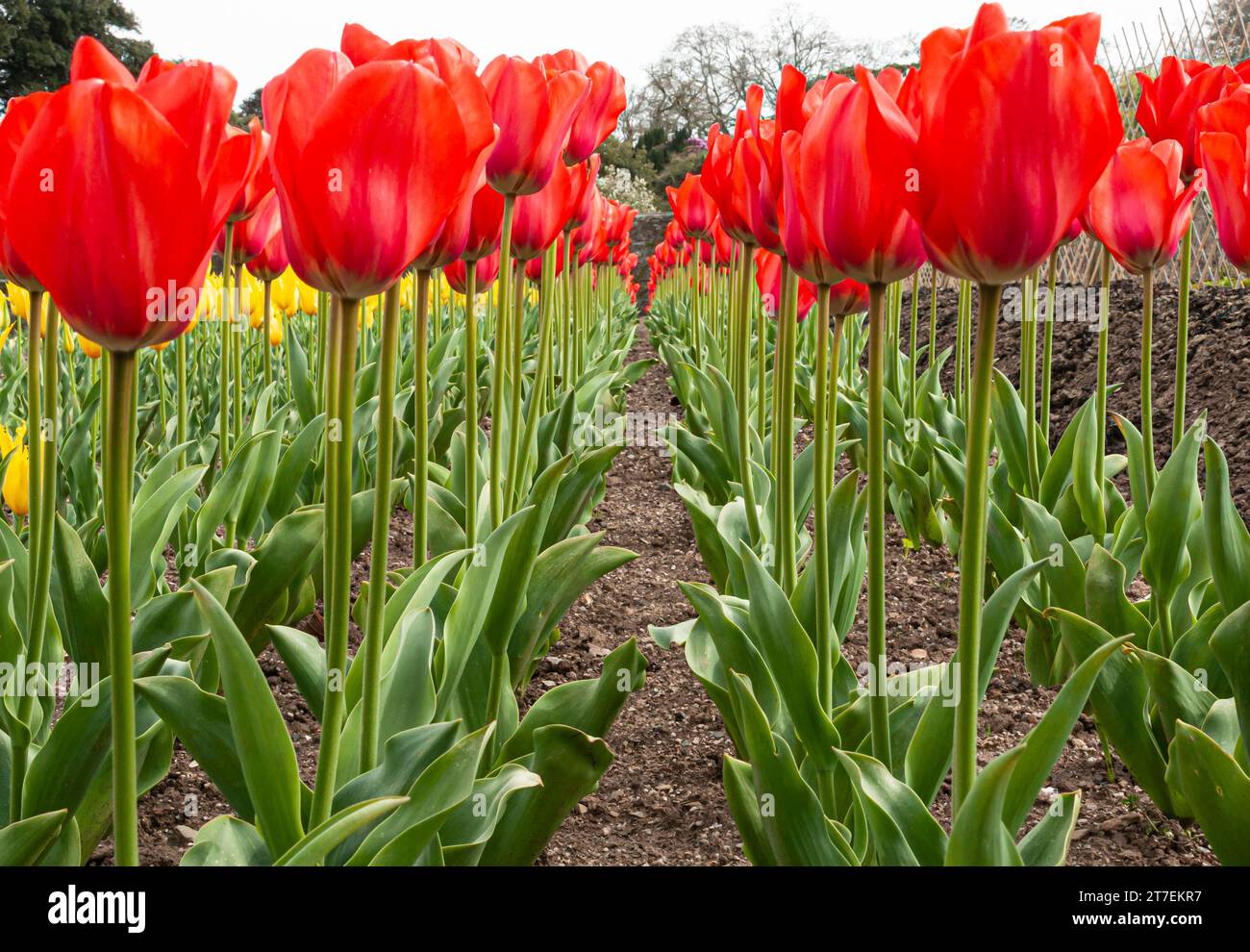 Tall red Tulips Tulipa, growing in straight lines in the ground, spring ...