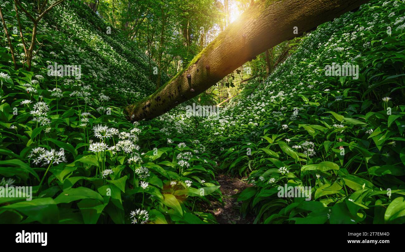 Sunlight streaming through dense forest hi-res stock photography and ...