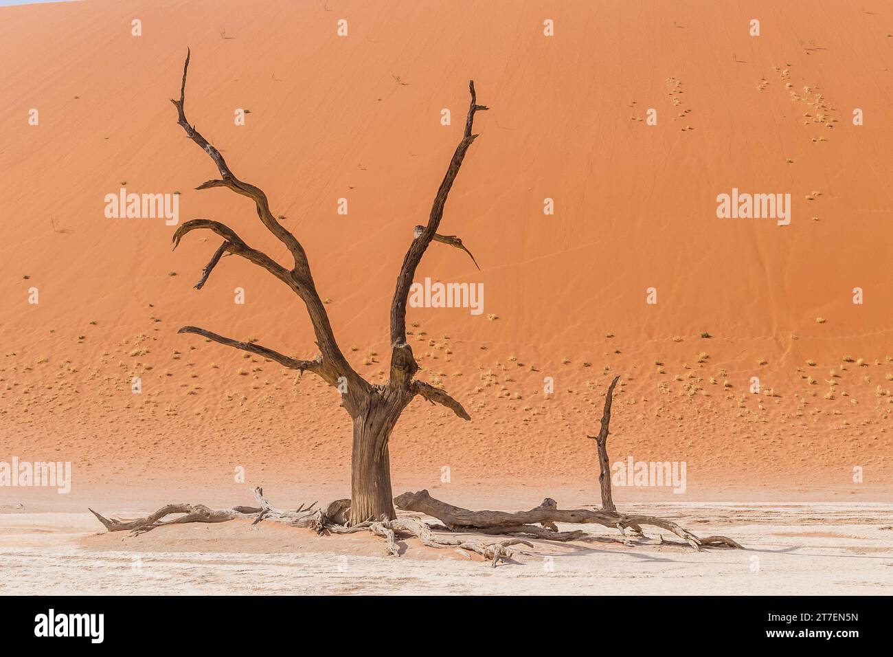 Overview of the petrified dead trees in the Deadvlei area of Namibia ...