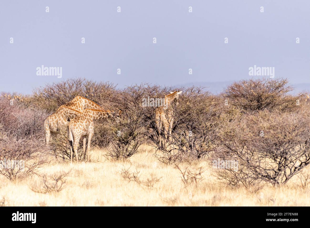 A group of Angolan Giraffes -Giraffa giraffa angolensis- standing on ...