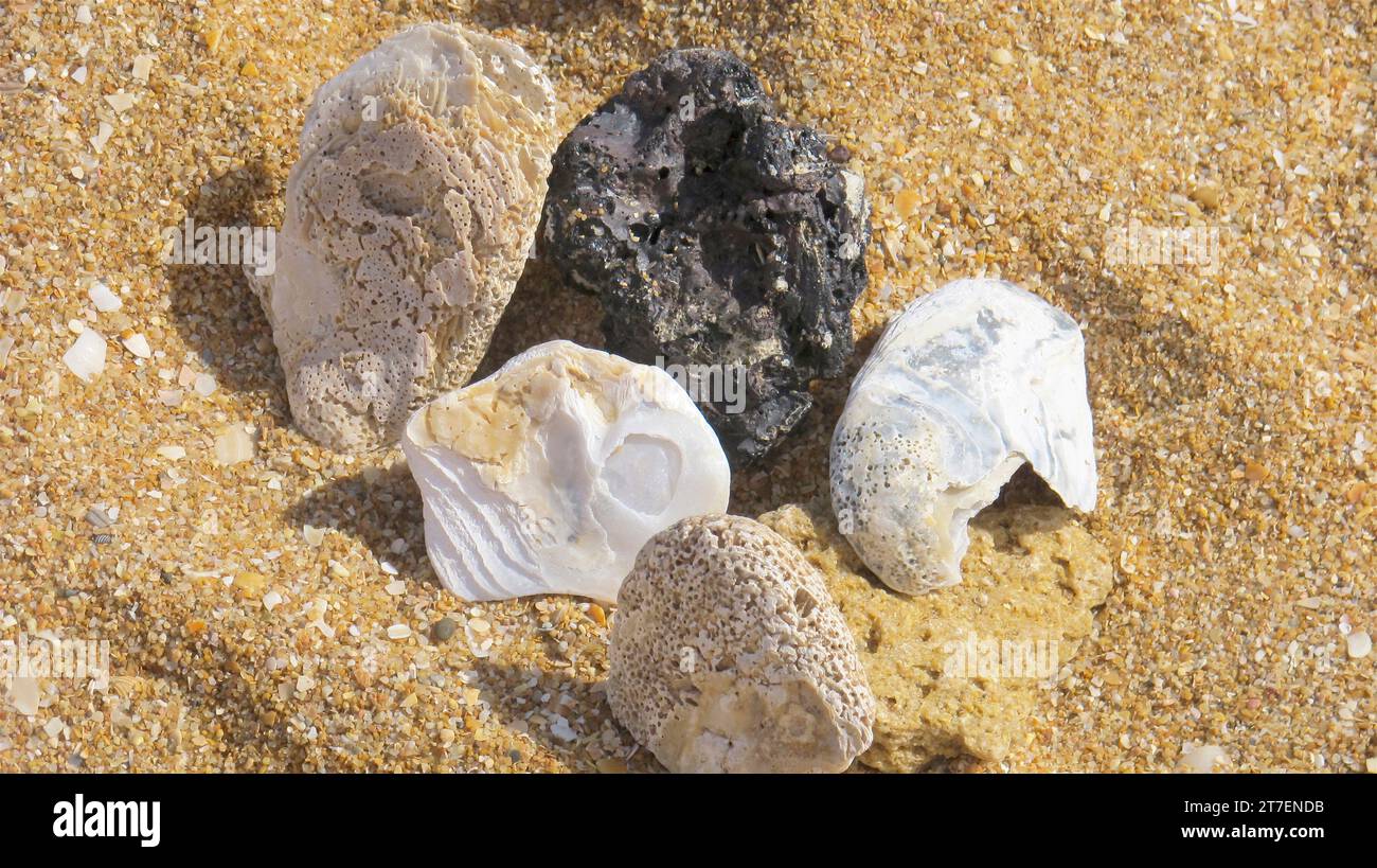 different types of rocks found on the beach placed against the sand ...