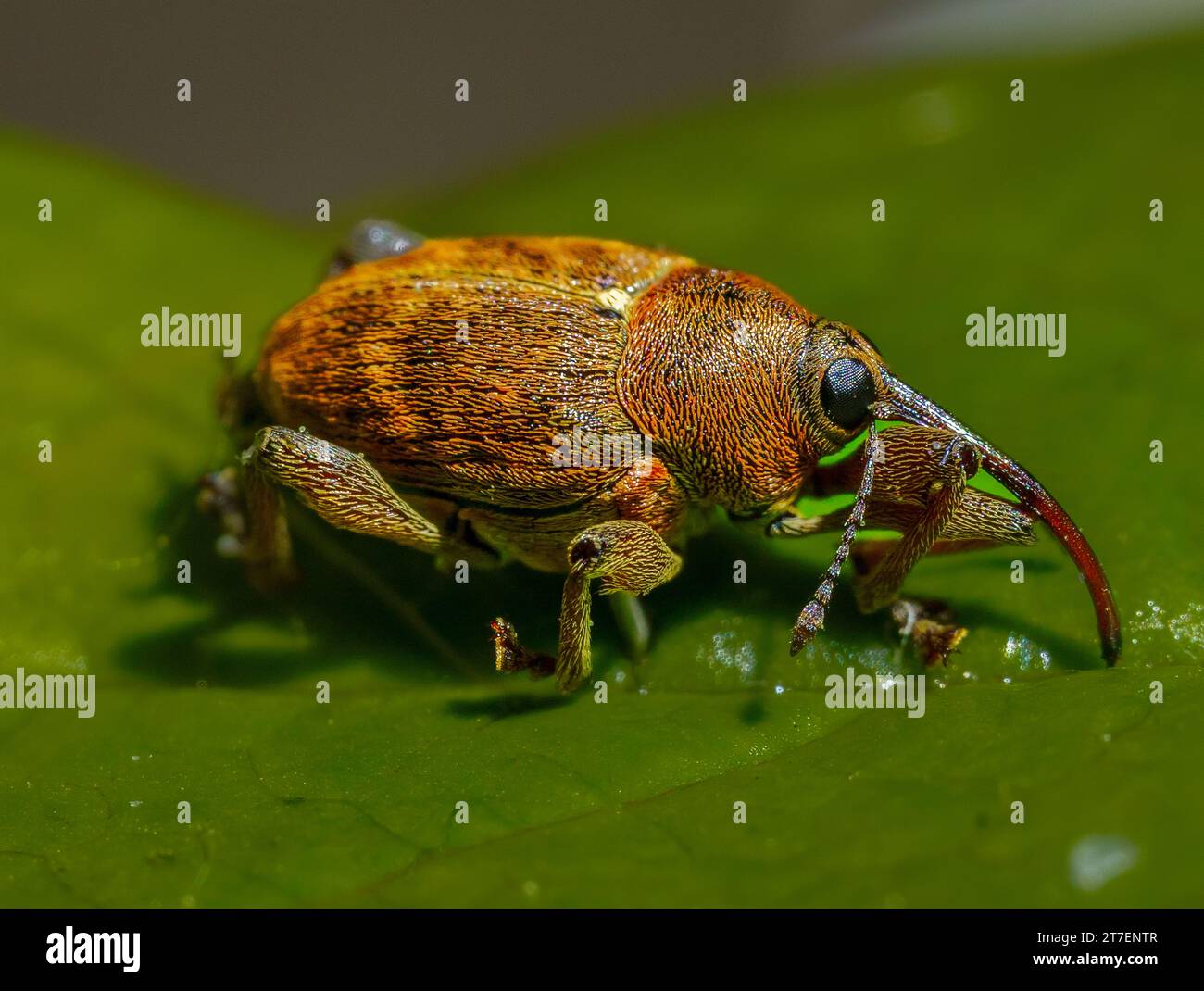 macro of small brown weevil (Curculionidae Stock Photo - Alamy
