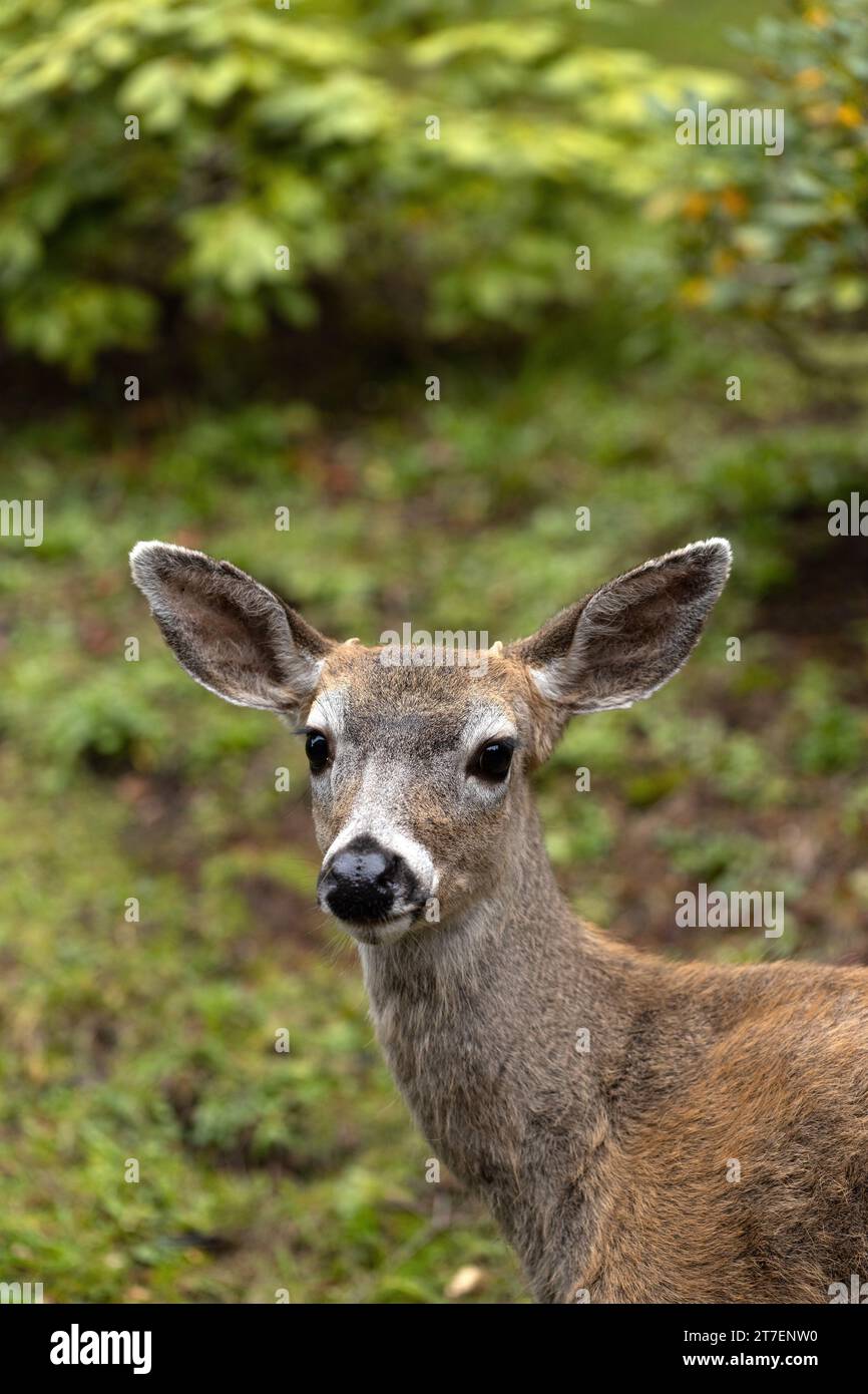 A young blacktail buck with tiny antlers Stock Photo - Alamy