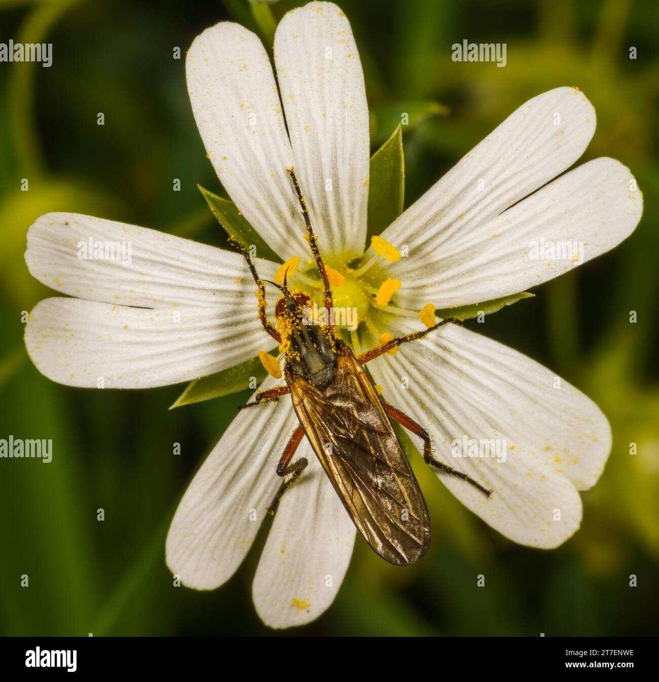 small beetle full of pollen on a blood Stock Photo - Alamy