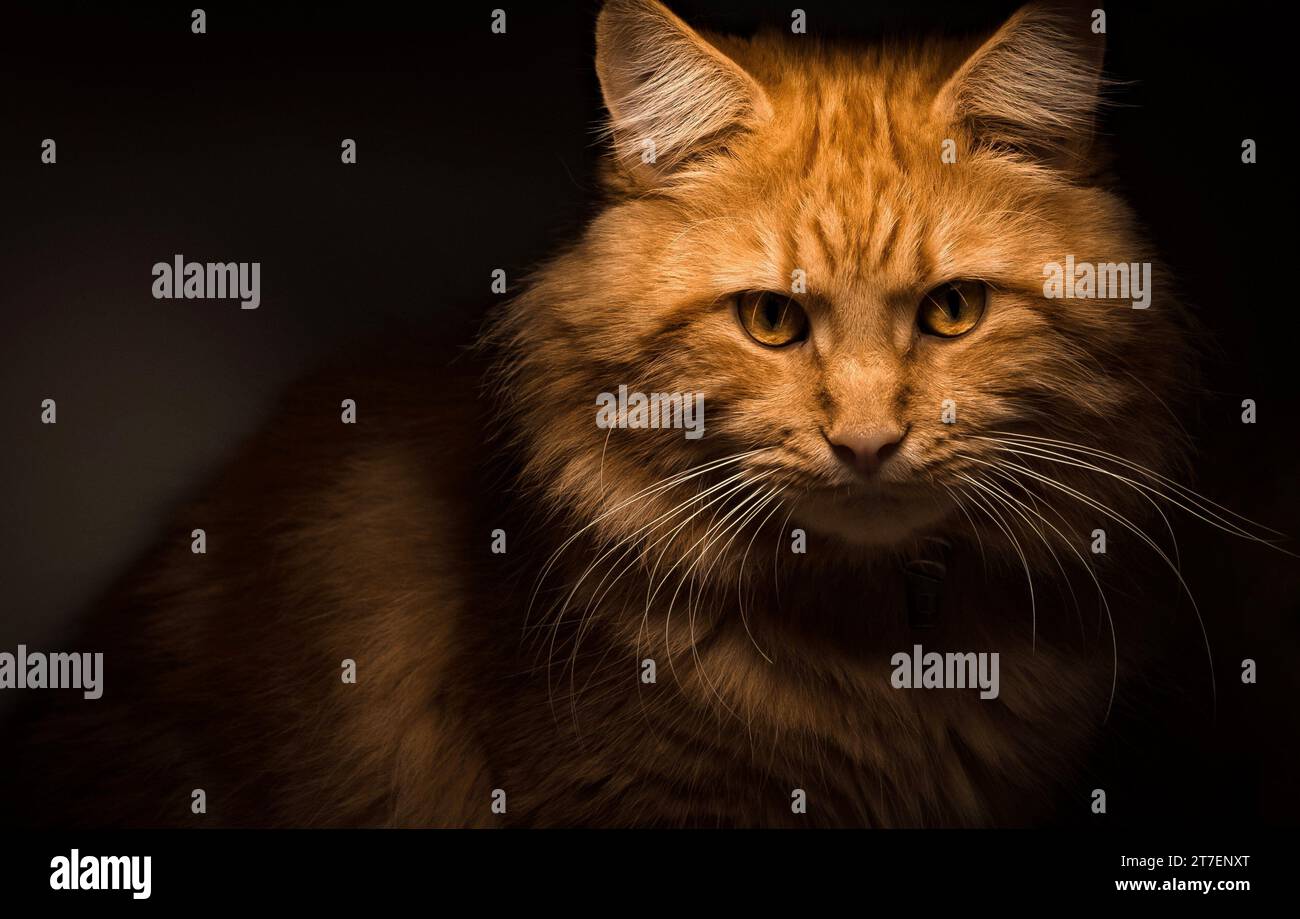 Perceptive look hi-res stock photography and images - Alamy