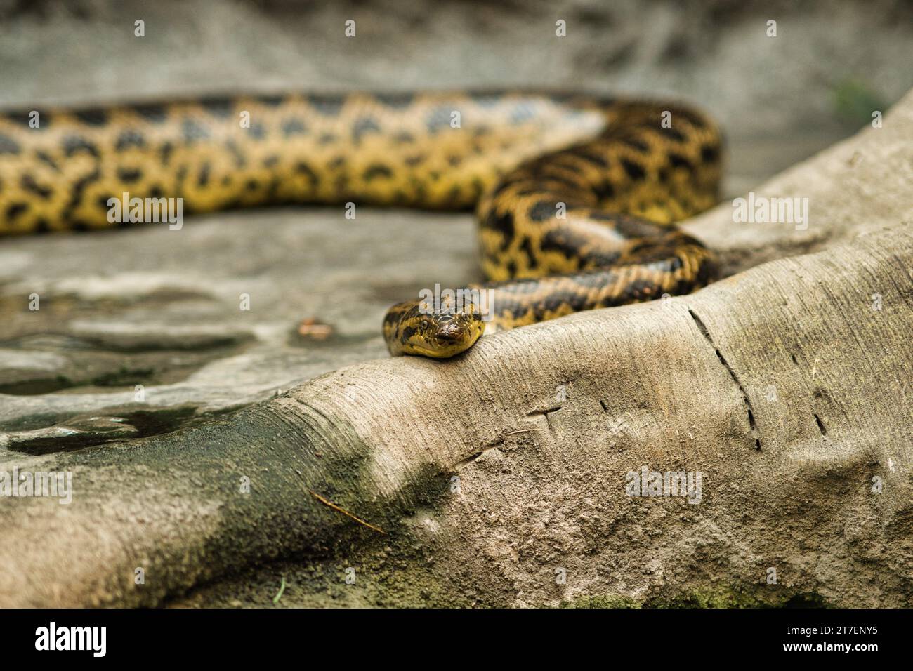 A close up of a unique, non-venomous snake lying on a paved stone ...