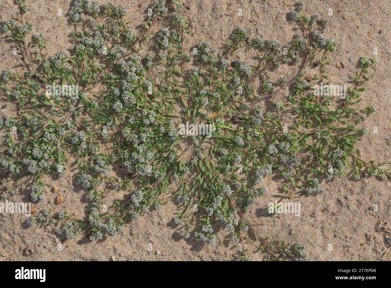 Gemeiner Hirschsprung, Hirschsprung, Gewöhnlicher Hirschsprung, Ufer ...