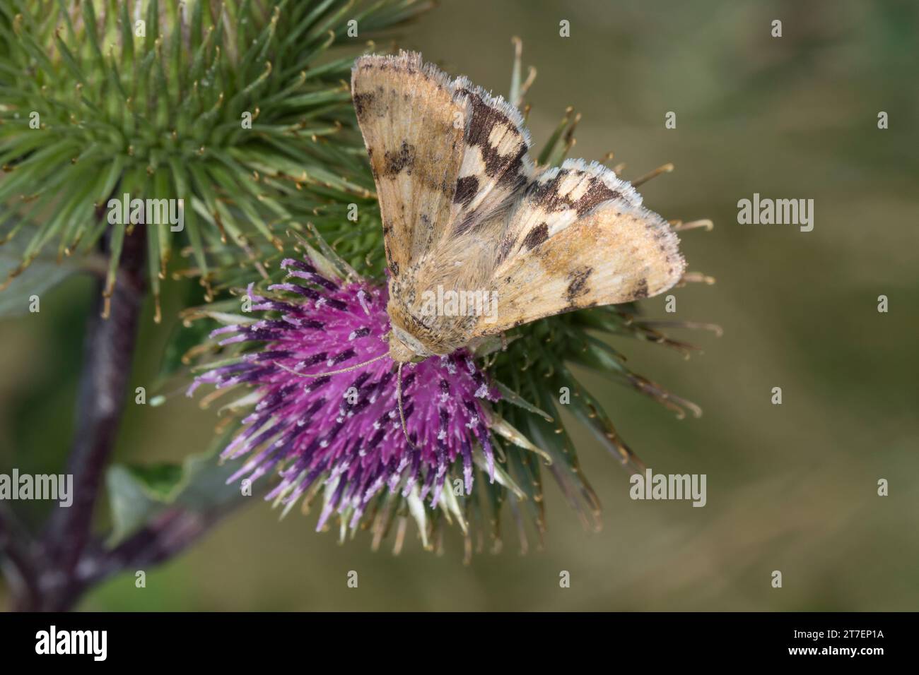 Karden-Sonneneule, Kardeneule, Karden-Eule, Kardensonneneule, Heliothis ...