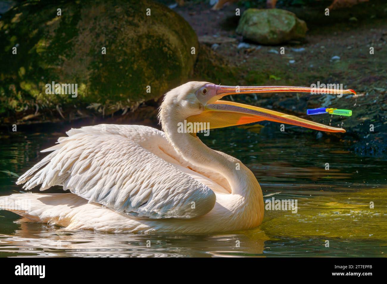 A plastic bottle in the mouth of a pelican bird (the problem of plastic ...