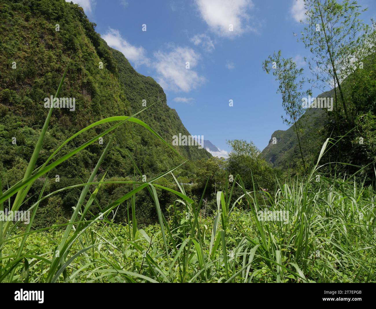 Canyon and impressive vegetal walls on the way to Salazie, Reunion ...