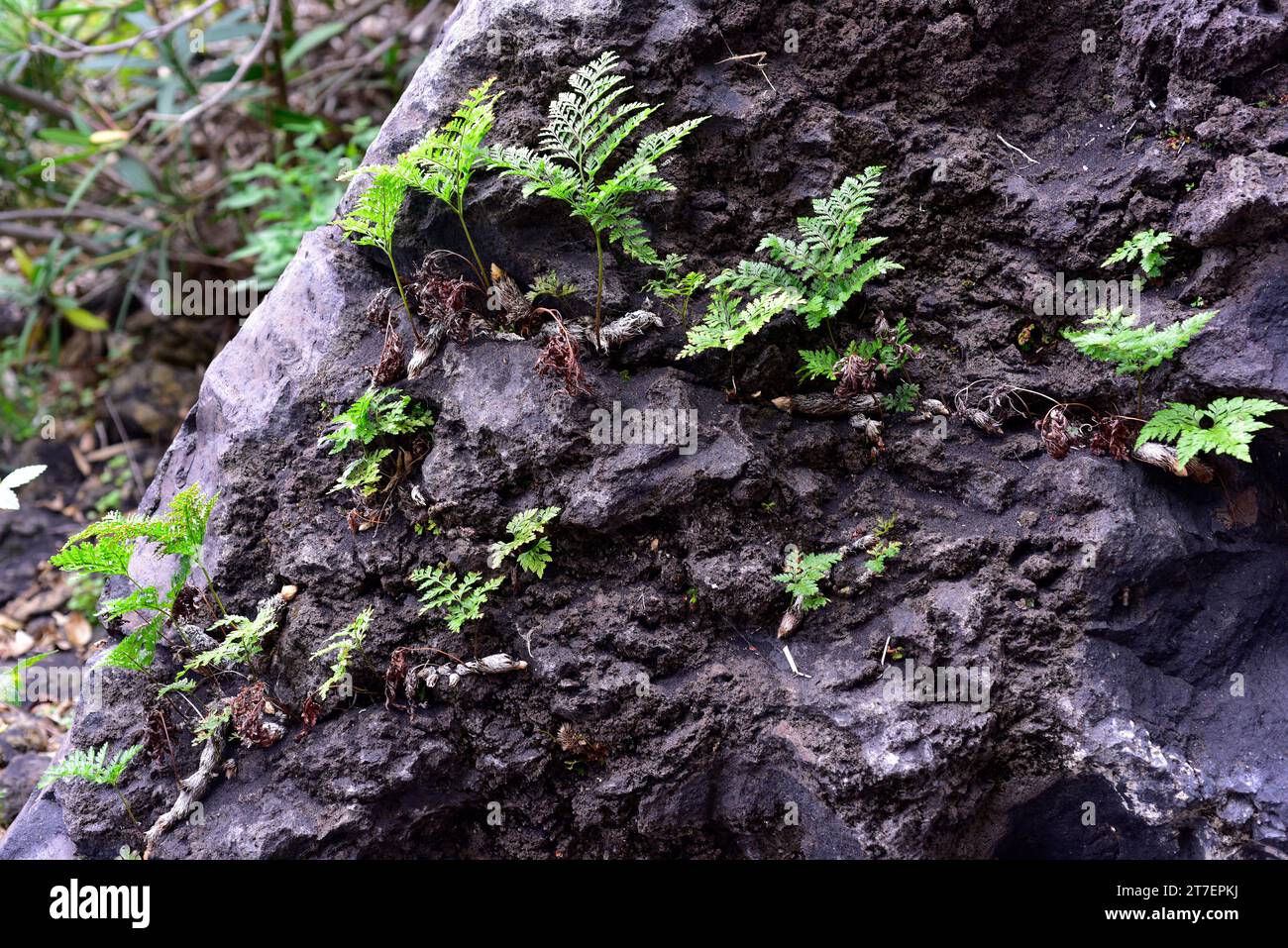 Fern davallia canariensis hi-res stock photography and images - Alamy