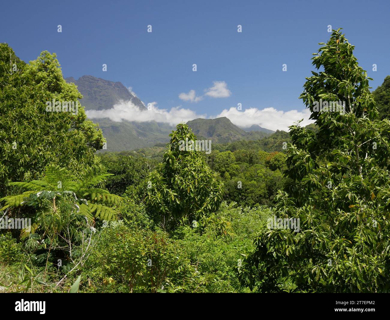 The lush vegetation and amazing landscape in Salazie circus, Reunion ...