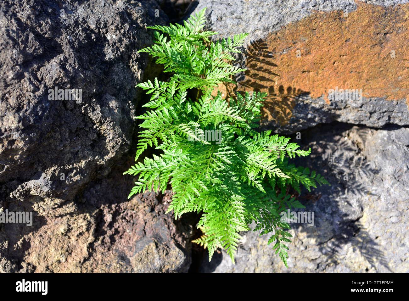 Fern davallia canariensis hi-res stock photography and images - Alamy