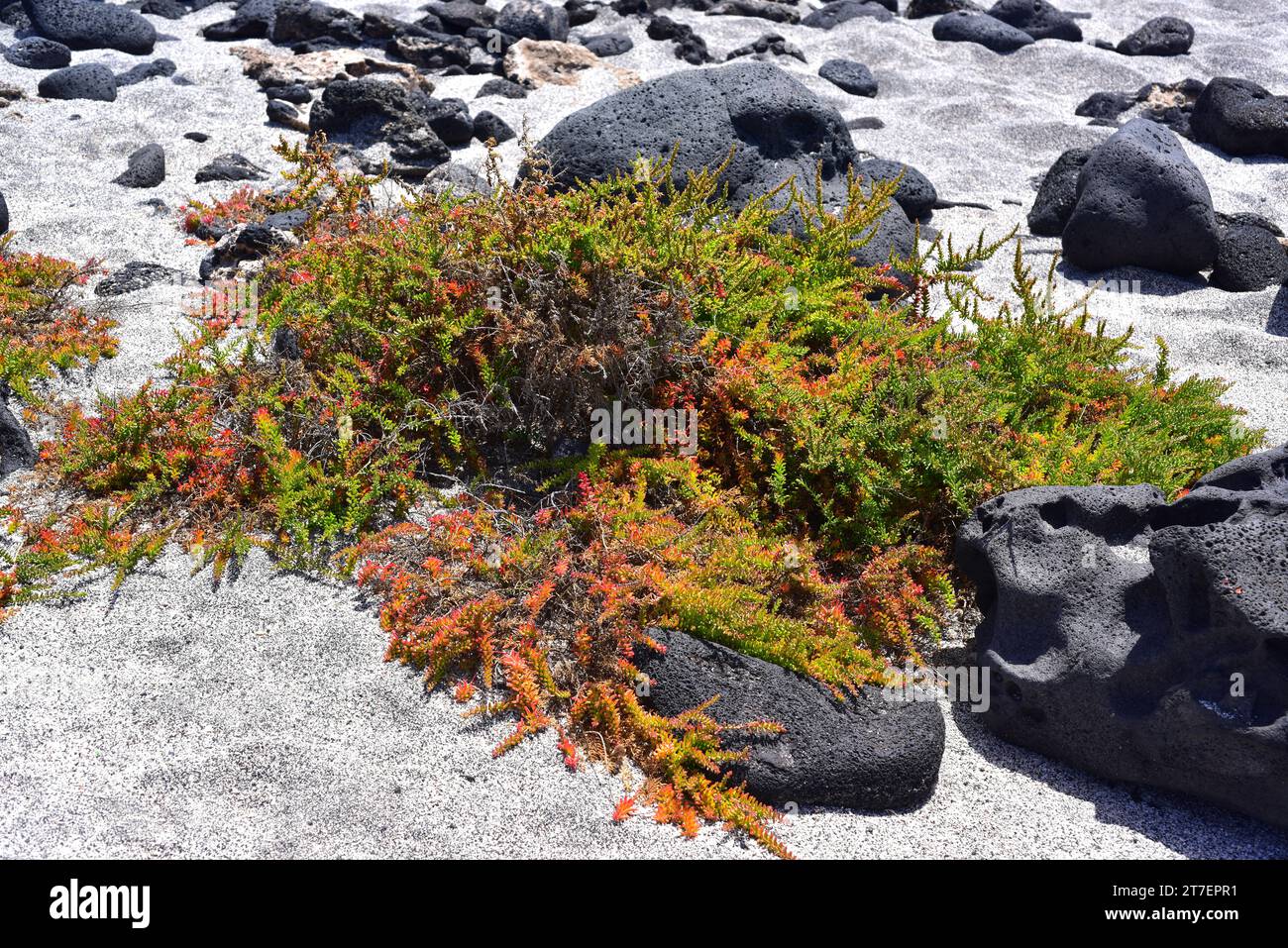 Shrubby sea-blite (Suaeda vera) is a small halophyte shrub native to ...