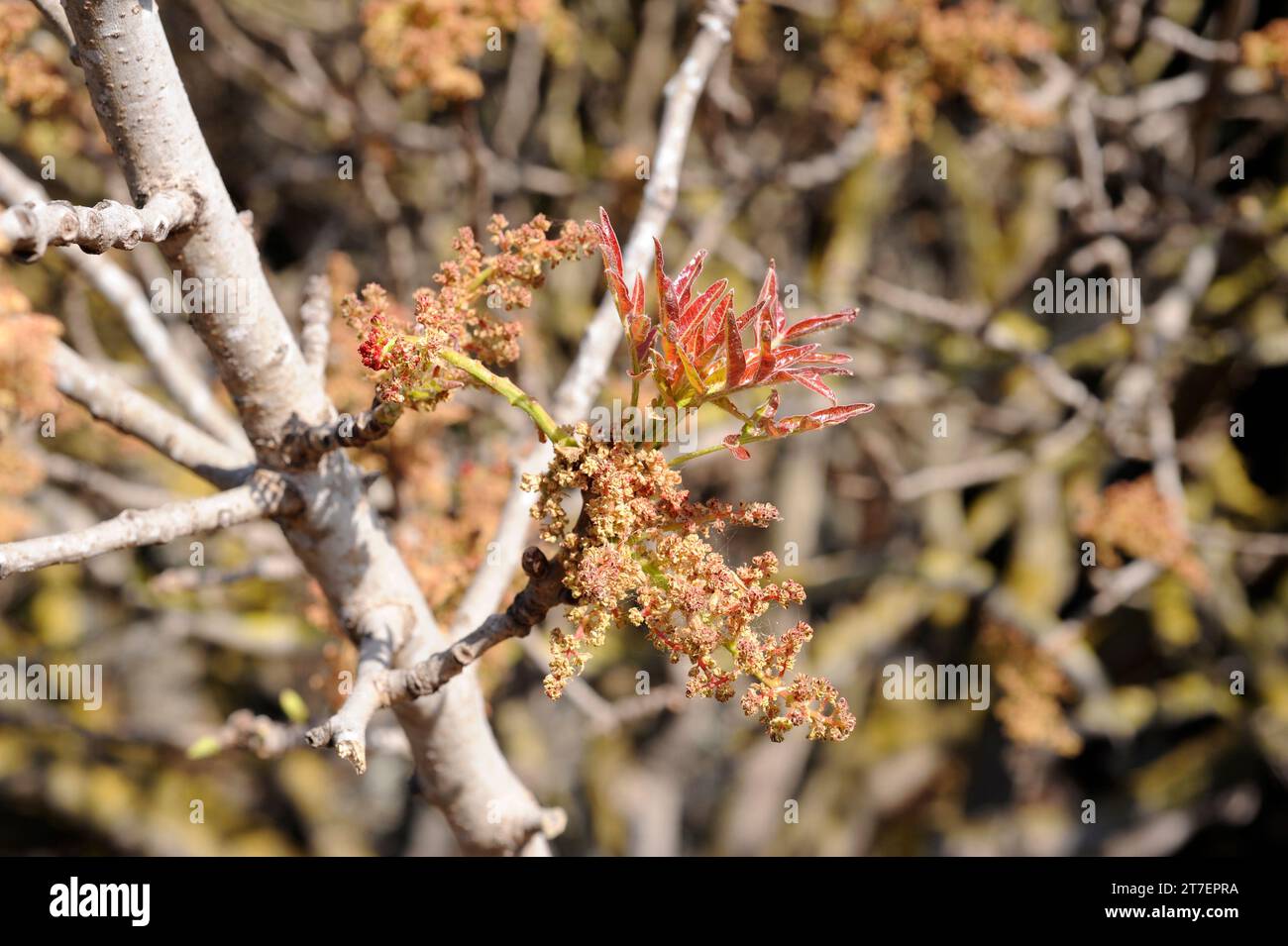 Mount Atlas mastic tree (Pistacia atlantica) is a medicinal deciduous ...