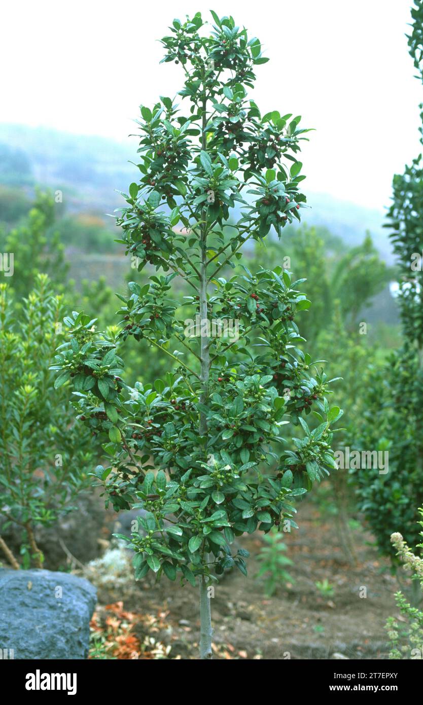 Small-leaved holly or acebino (Ilex canariensis) is a small tree ...