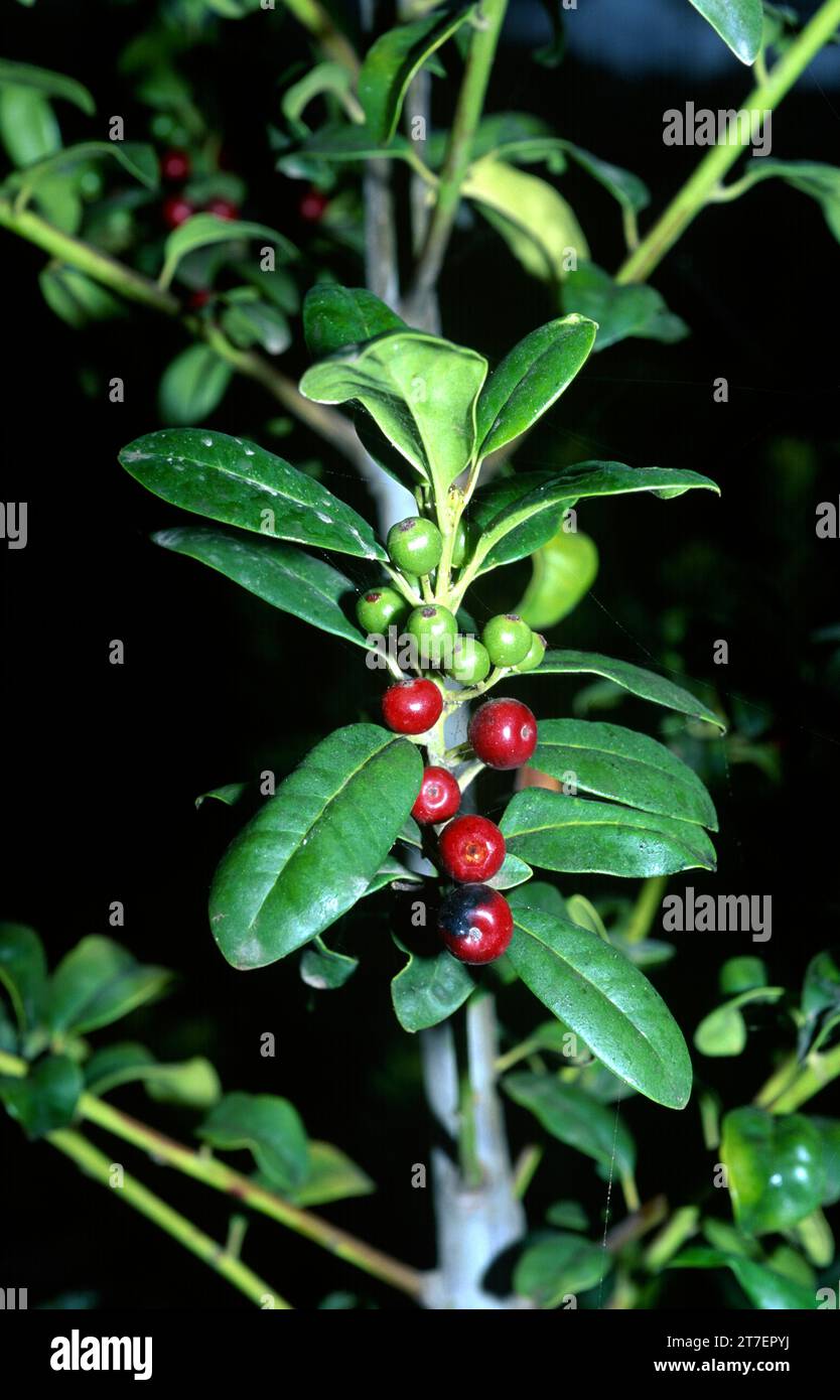 Macaronesian hi-res stock photography and images - Alamy