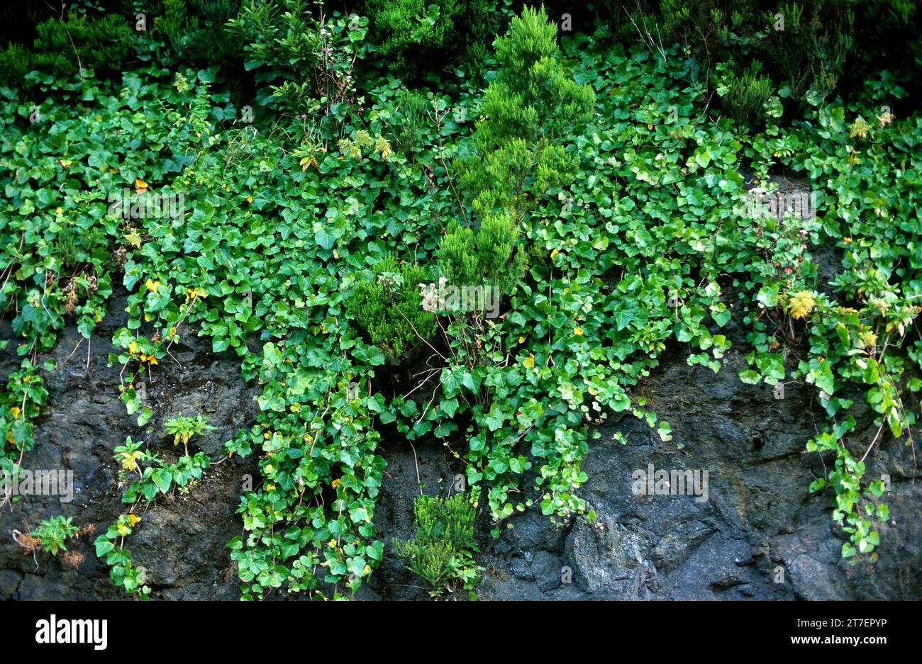 Canarian ivy (Hedera canariensis) is a perennial climbing plant native ...