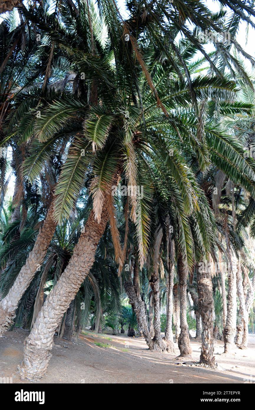 Canary Islands date palm (Phoenix canariensis) is a palm endemic to ...
