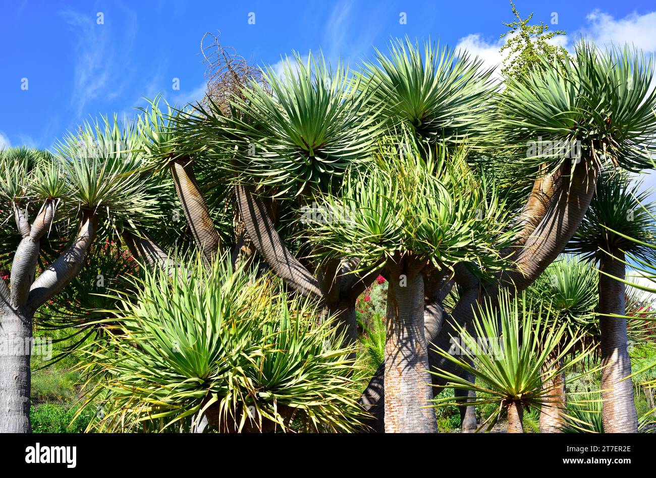 Drago (Dracaena draco draco) is a tree endemic to Canary Islands and ...