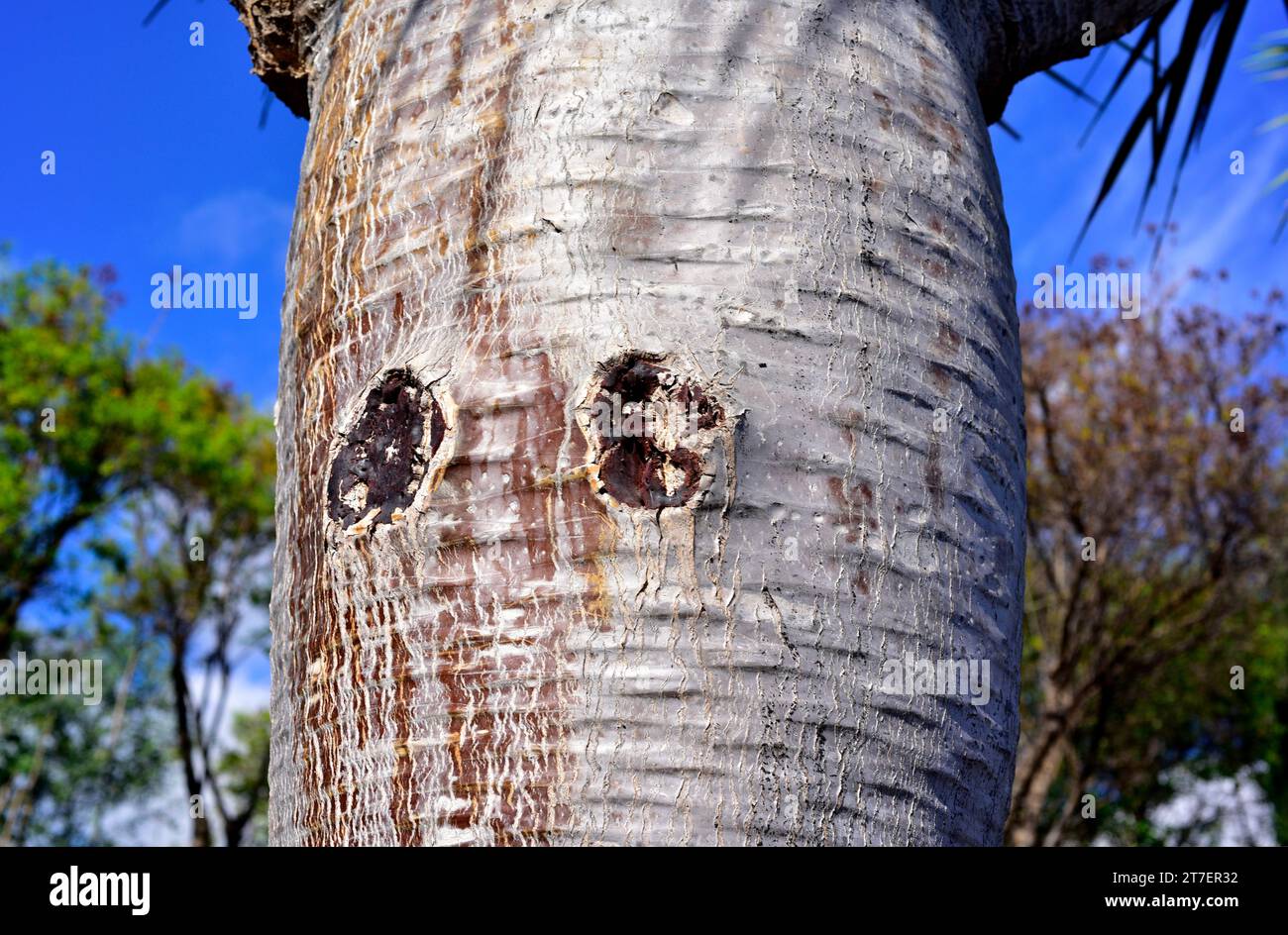 Drago (Dracaena draco) is a tree endemic to Canary Islands and Madeira ...