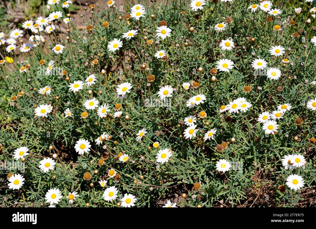Magarza comun (Argyranthemum frutescens) is a perennial plant endemic ...