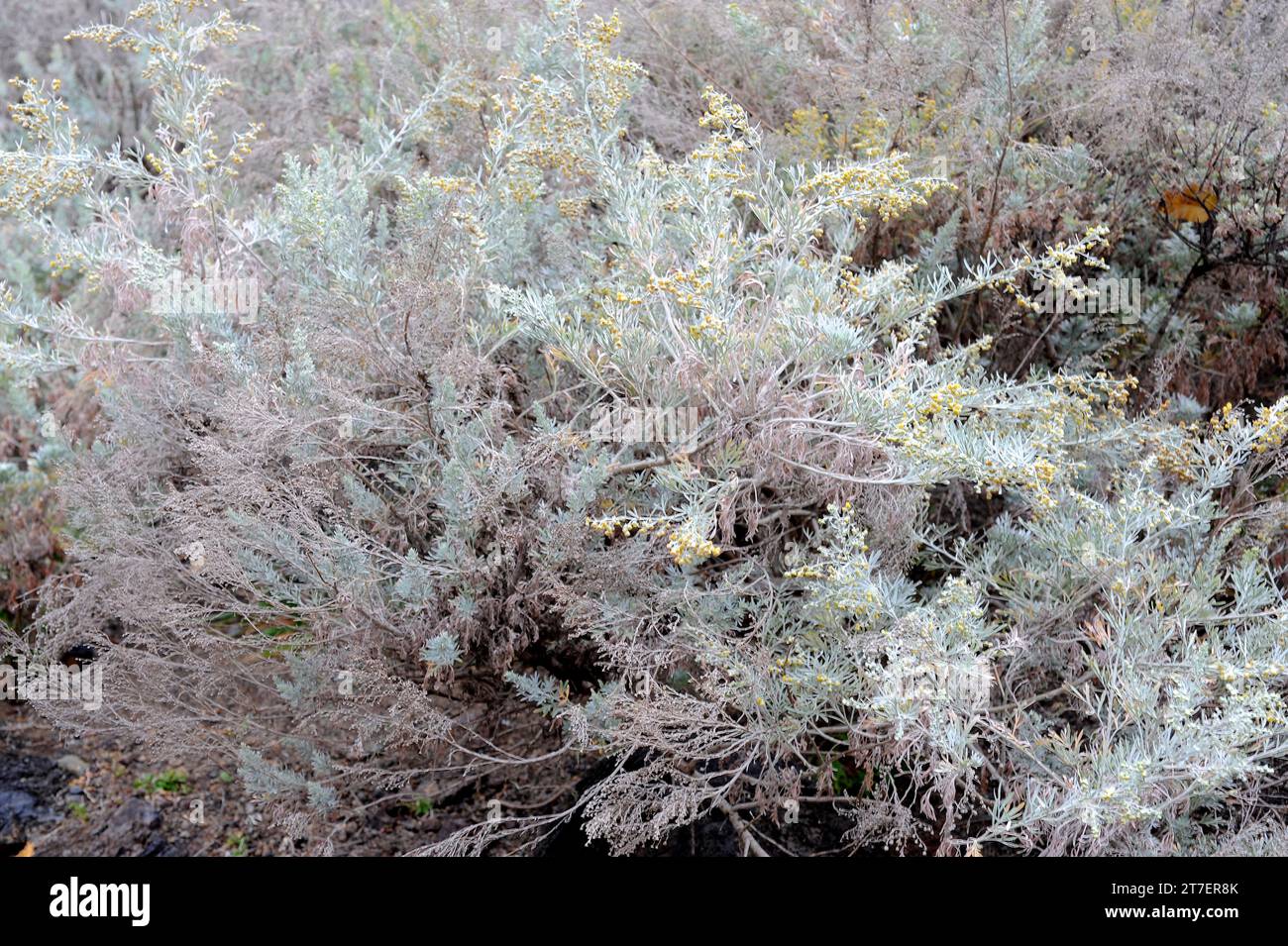 Losna (Artemisia argentea) is a shrub endemic to Madeira Stock Photo ...