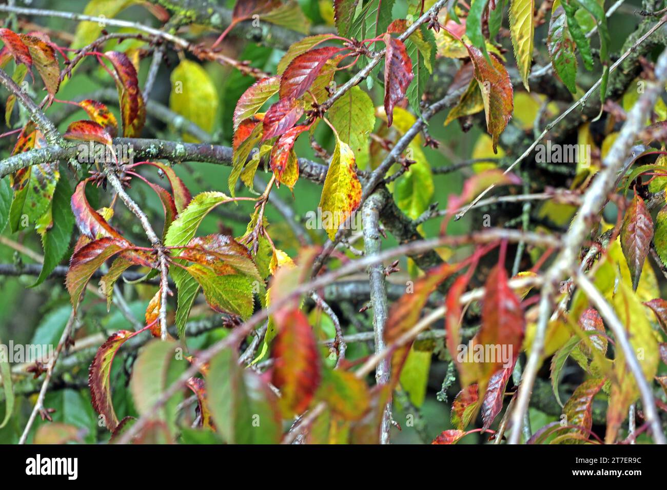 Zierformen der Kirsche Das bunte Herbstlaub der Japanischen ...