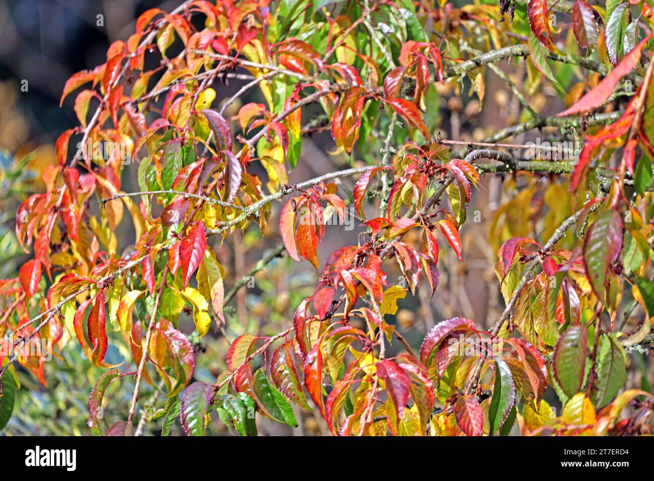 Zierformen der Kirsche Das bunte Herbstlaub der Japanischen ...