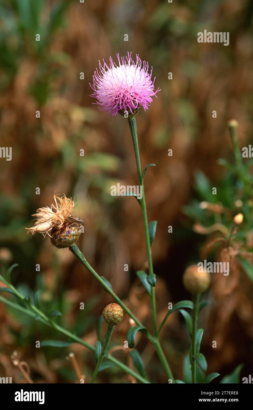 Cheirolophus canariensis hi-res stock photography and images - Alamy