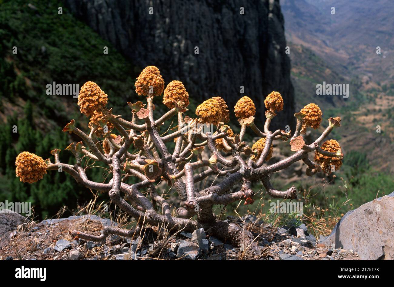 Aeonium arboreum holochrysum hi-res stock photography and images - Alamy